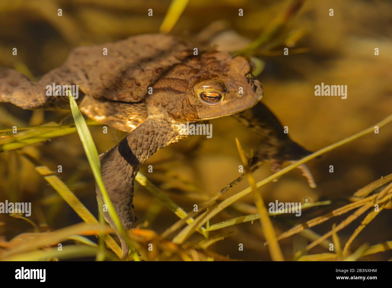 brown toad swimming in water, wild Stock Photo - Alamy