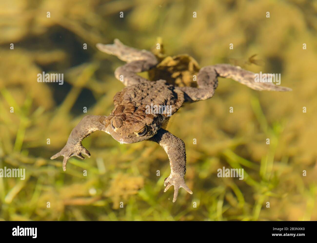 toad frog swimming in clear water, wild Stock Photo - Alamy
