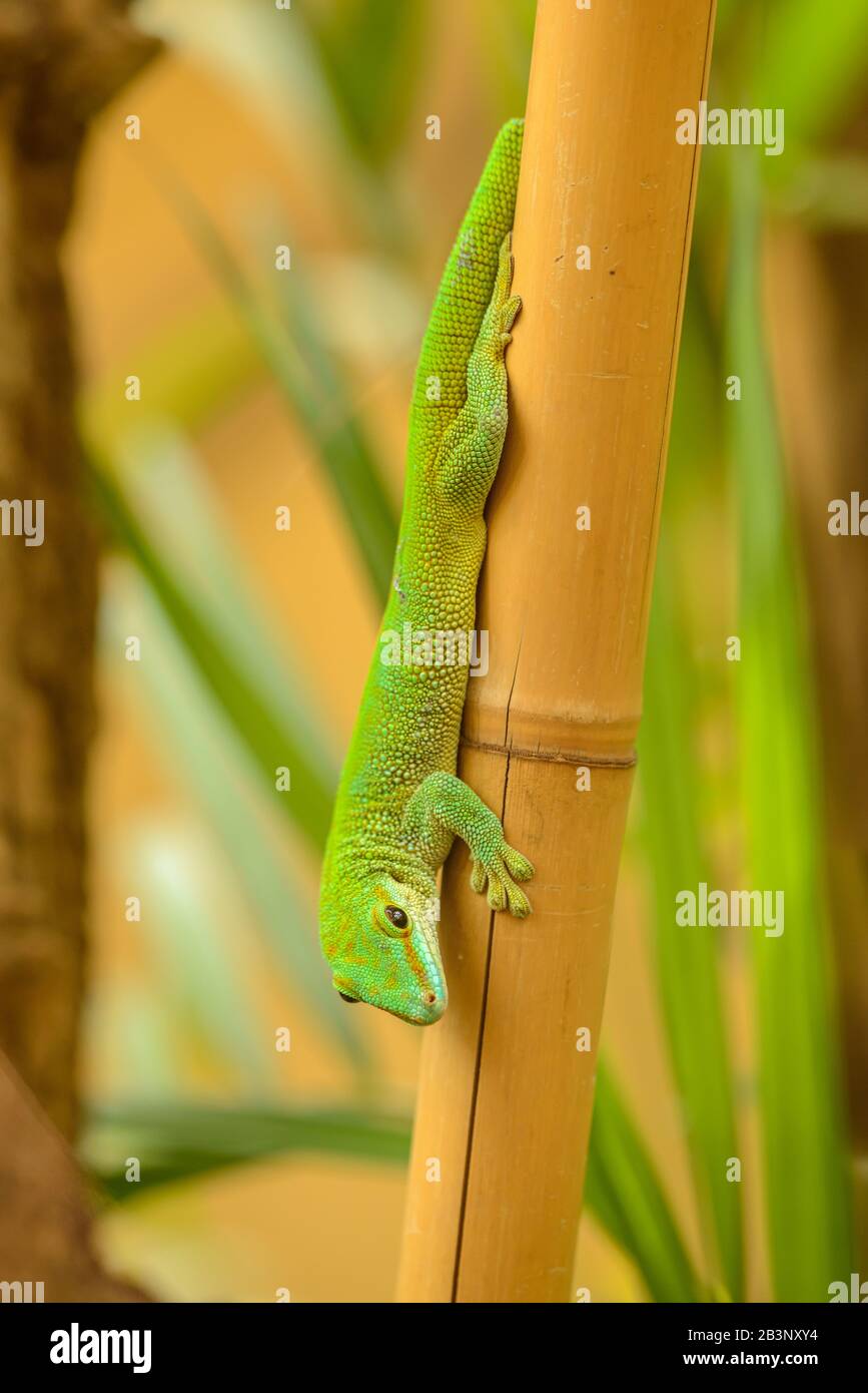 green gecko head down on a bamboo stem in zoo pilsen Stock Photo - Alamy
