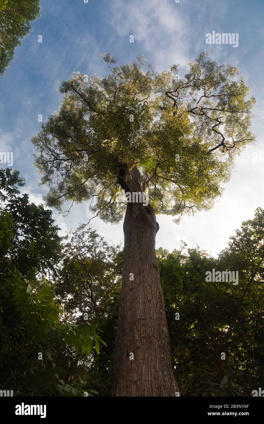 Heritage trees, Singapore Botanic Gardens Stock Photo - Alamy