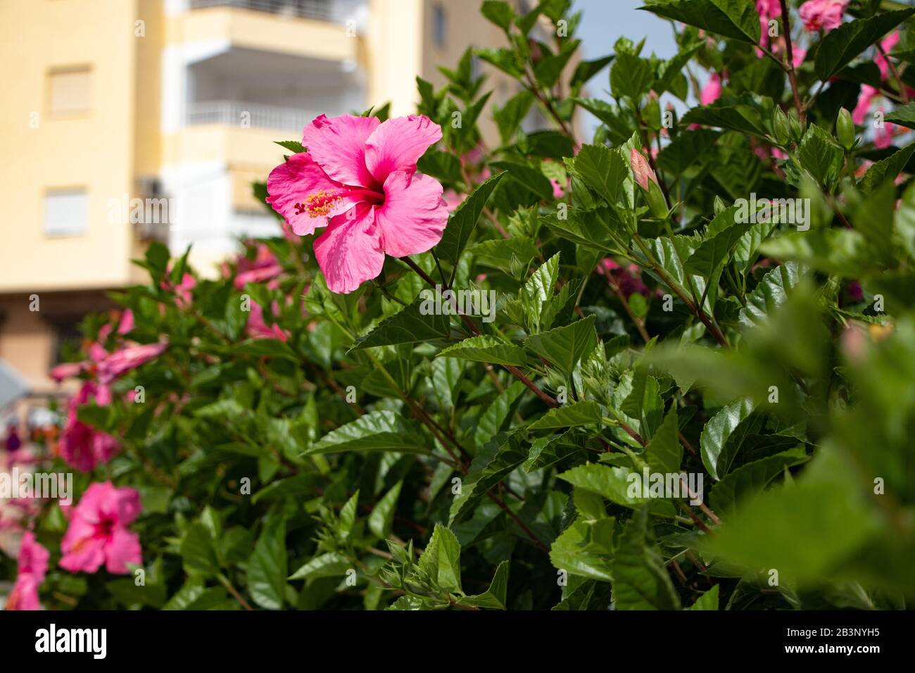 Mediterranean flowers hi-res stock photography and images - Alamy