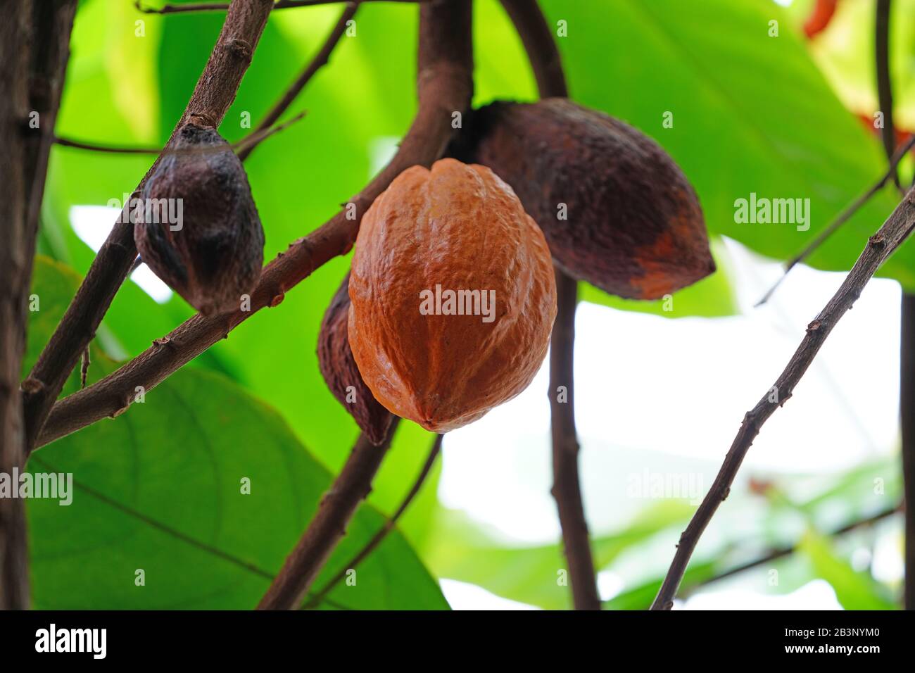 A cocoa pod growing on a tree Stock Photo - Alamy