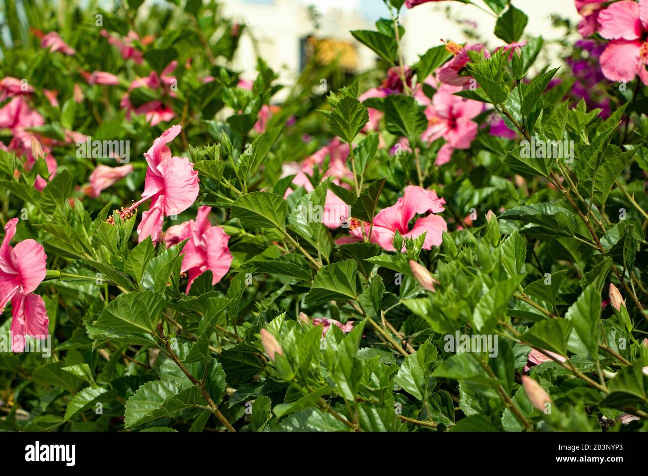 Mediterranean flowers hi-res stock photography and images - Alamy
