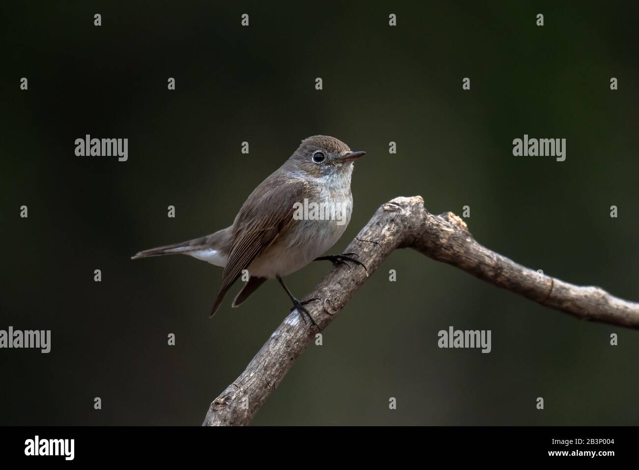 Red breasted flycatcher hi-res stock photography and images - Alamy