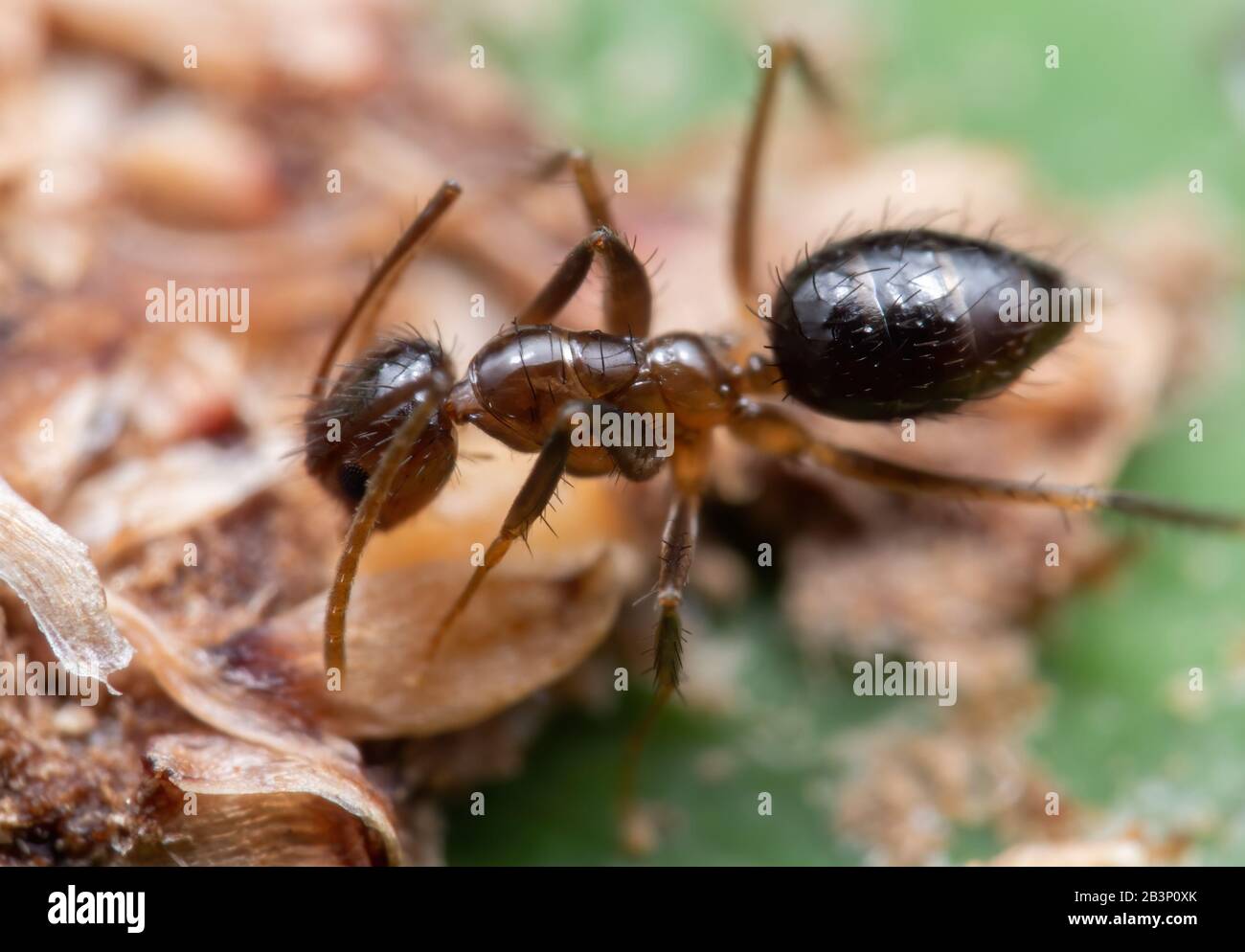 Macro Photography of Tiny Ant Eating Dry Bird Poop on Green Leaf Stock ...