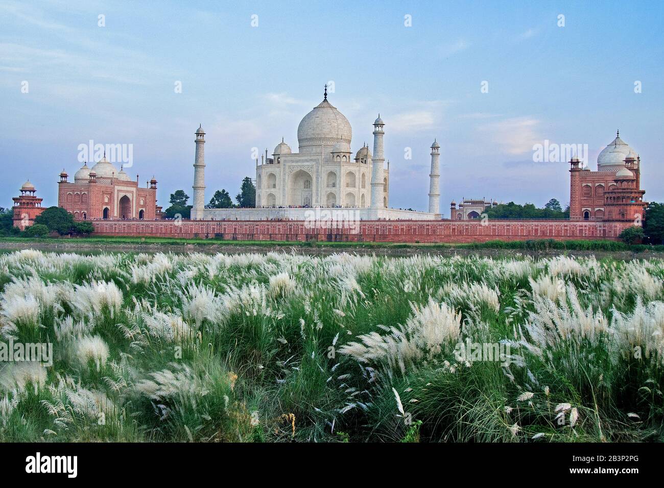 TAJ WITH KANSH FLOWER Stock Photo - Alamy