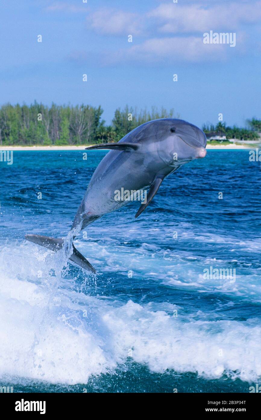 Springender Delfin - Flying Dolphin Stock Photo - Alamy