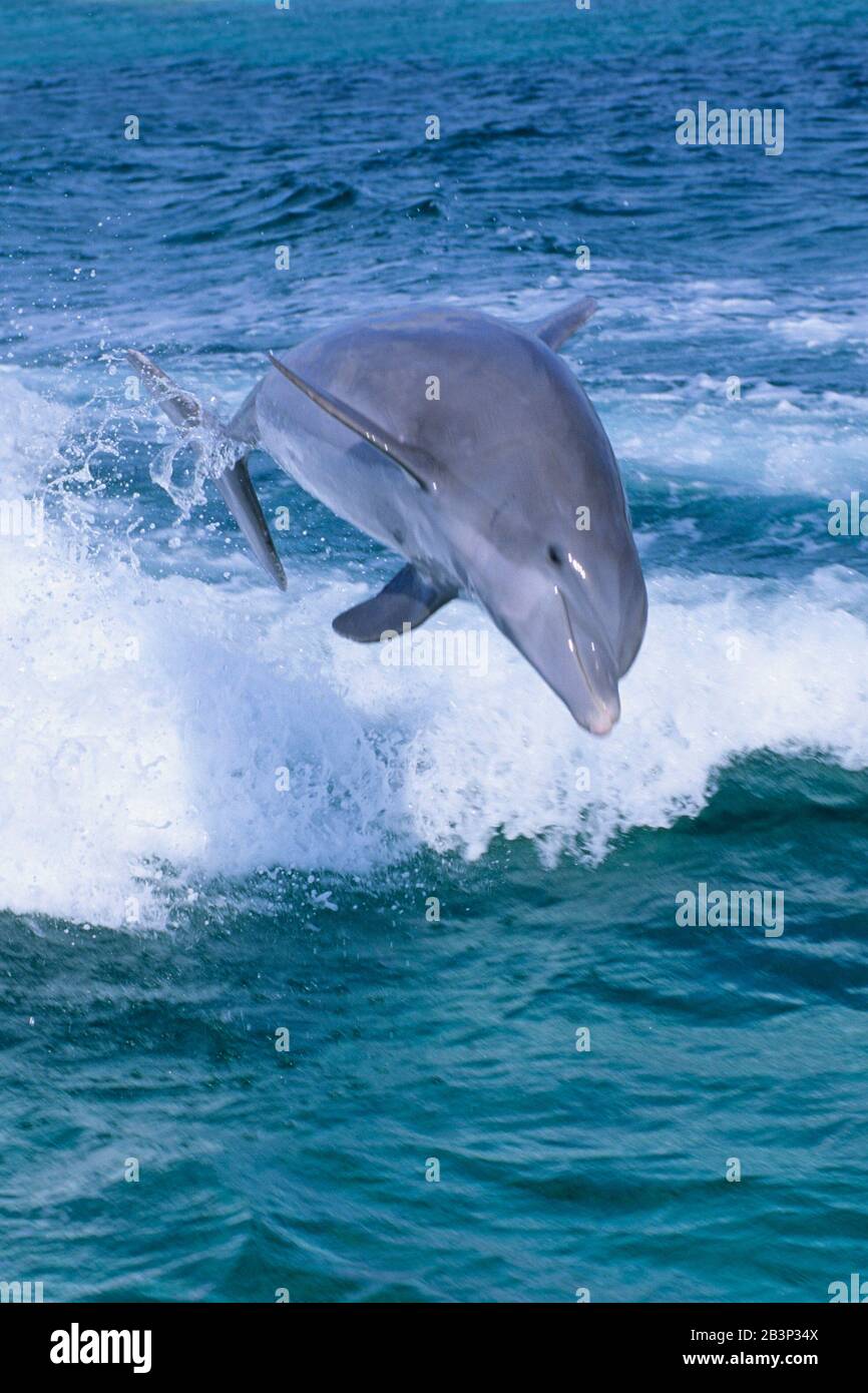 Springender delfin hi-res stock photography and images - Alamy