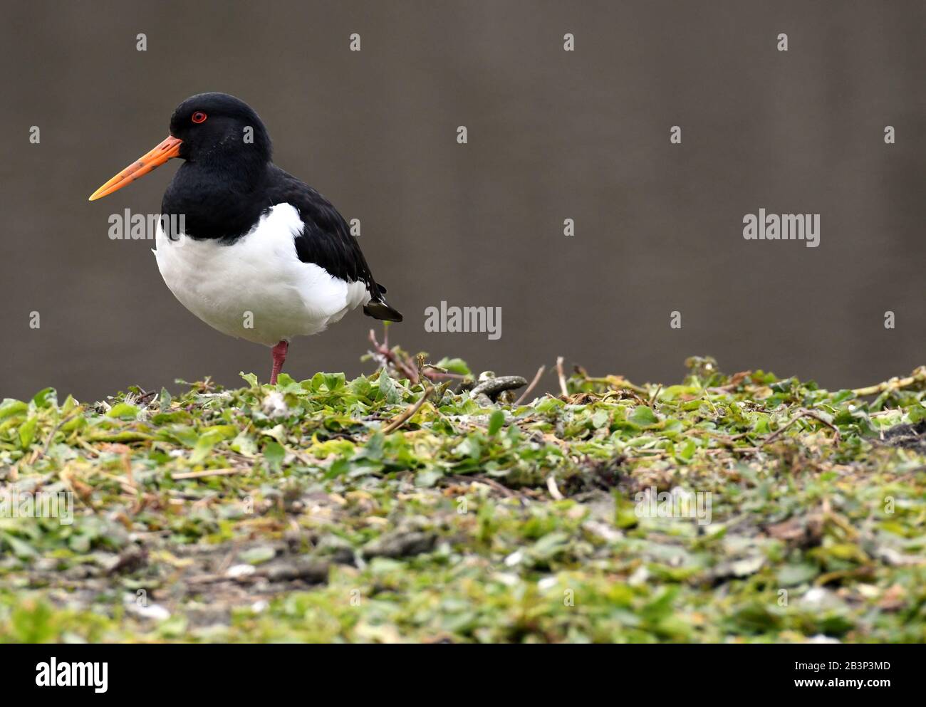 Single oyster catcher hi-res stock photography and images - Alamy