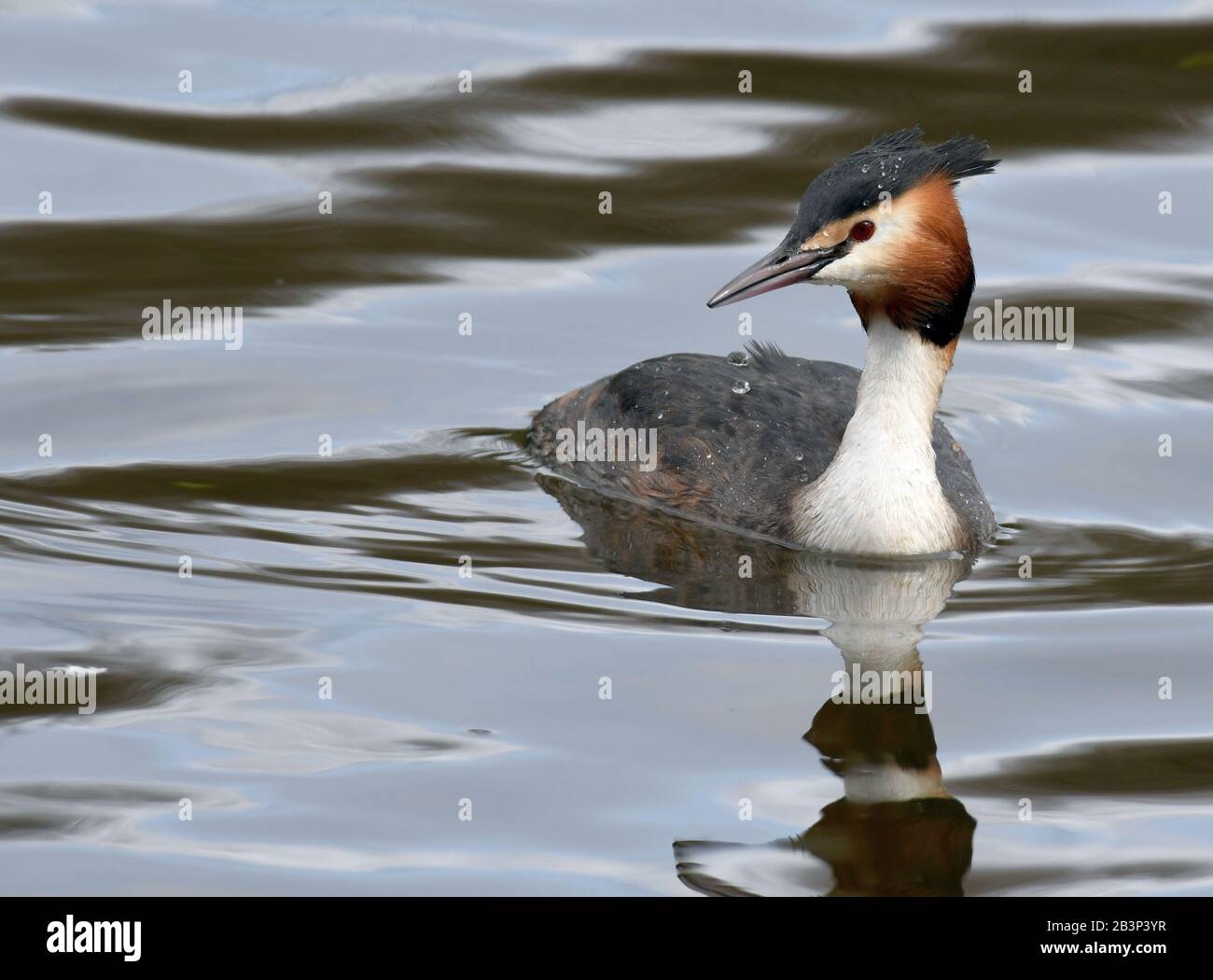 Great Crested Grebe Stock Photo - Alamy