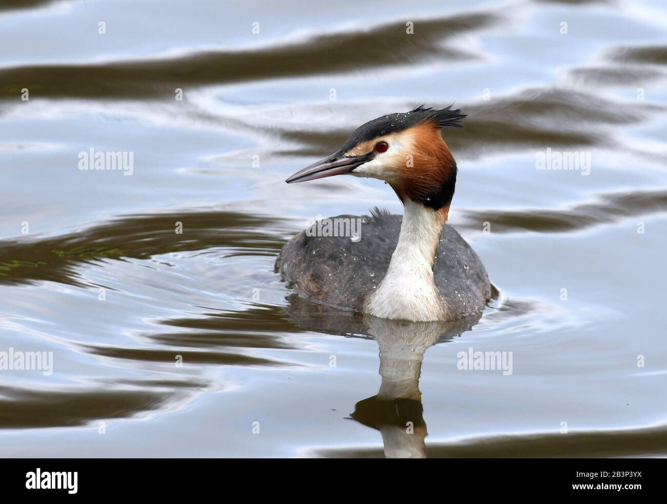 Great Crested Grebe Stock Photo - Alamy