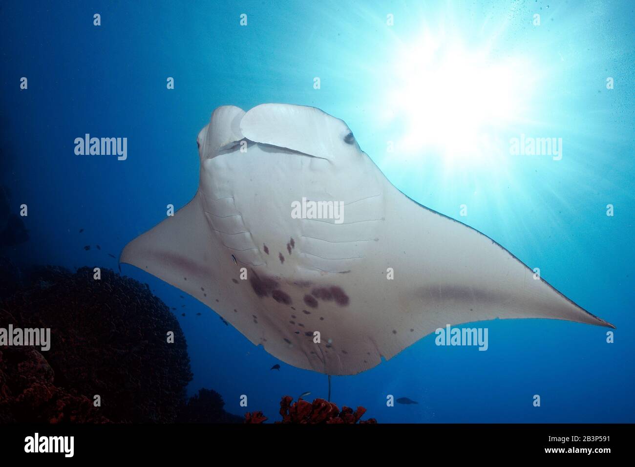 Riff manta hi-res stock photography and images - Alamy
