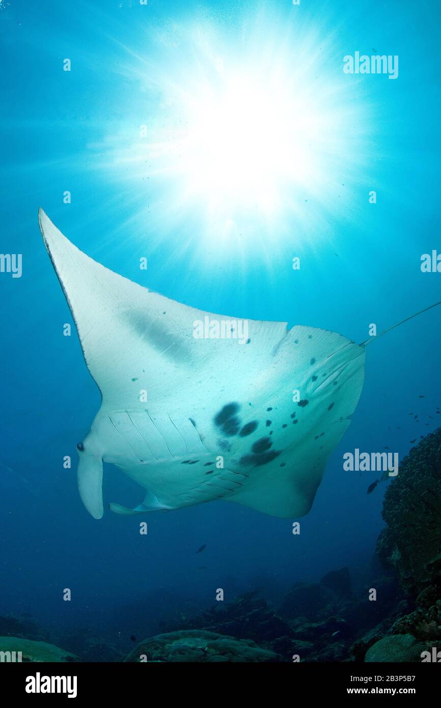 Riffmanta (Manta alfredi), Manta, Mantarochen,Teufelsrochen, Indischer ...