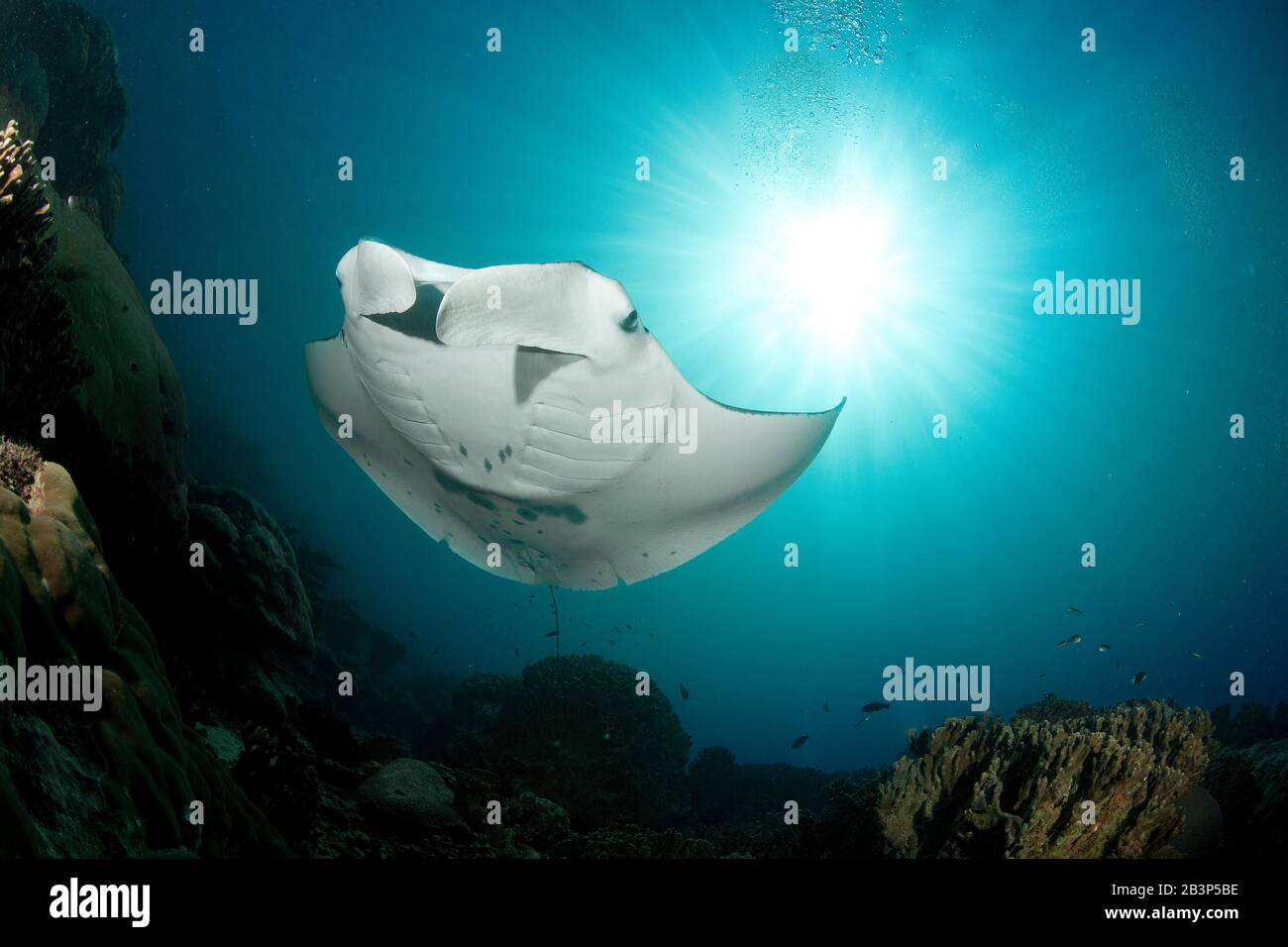 Reef manta ray australia hi-res stock photography and images - Alamy