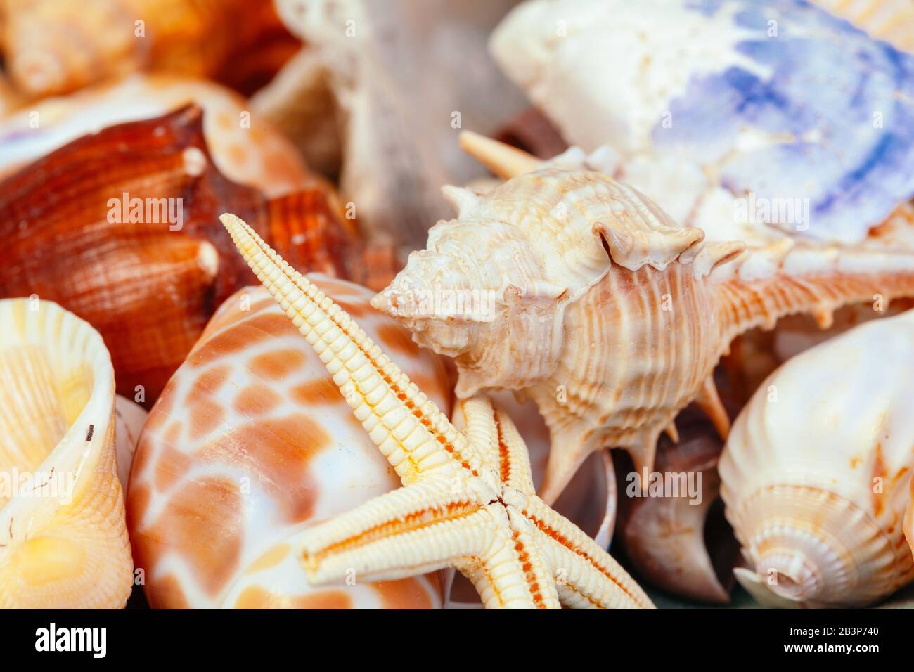 Sea shells. nature background. close up. creative photo Stock Photo - Alamy