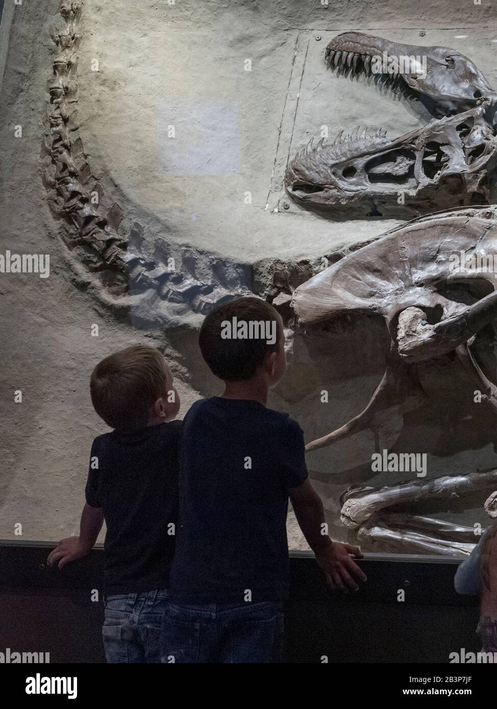 People looking at dinosaur fossils hi-res stock photography and images ...