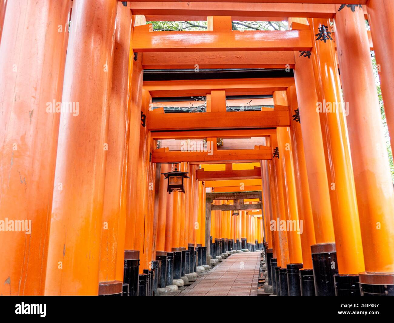 Beautiful orange tori gates line the path to the Fushimi Inari Taisha ...