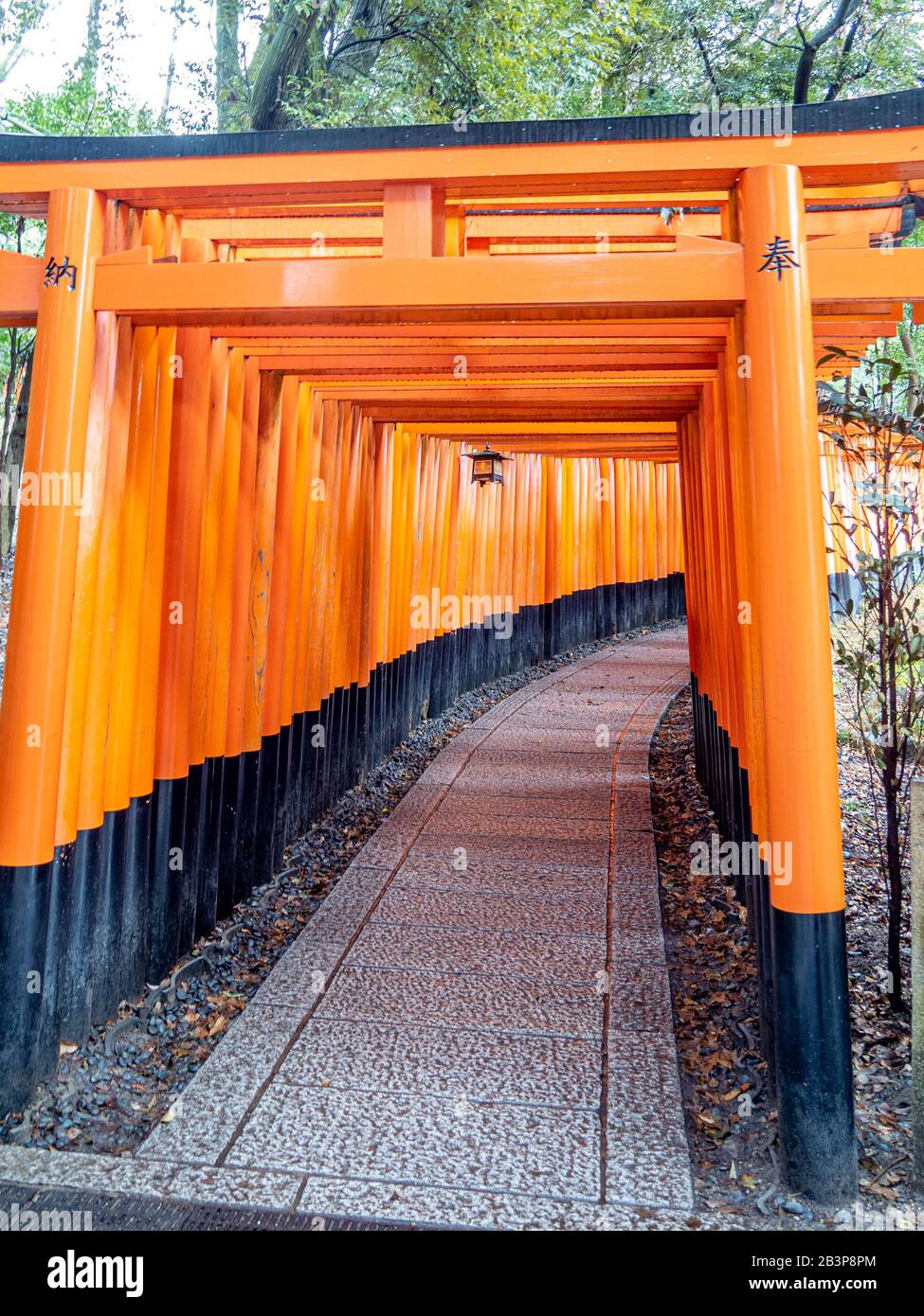 Beautiful orange tori gates line the path to the Fushimi Inari Taisha ...