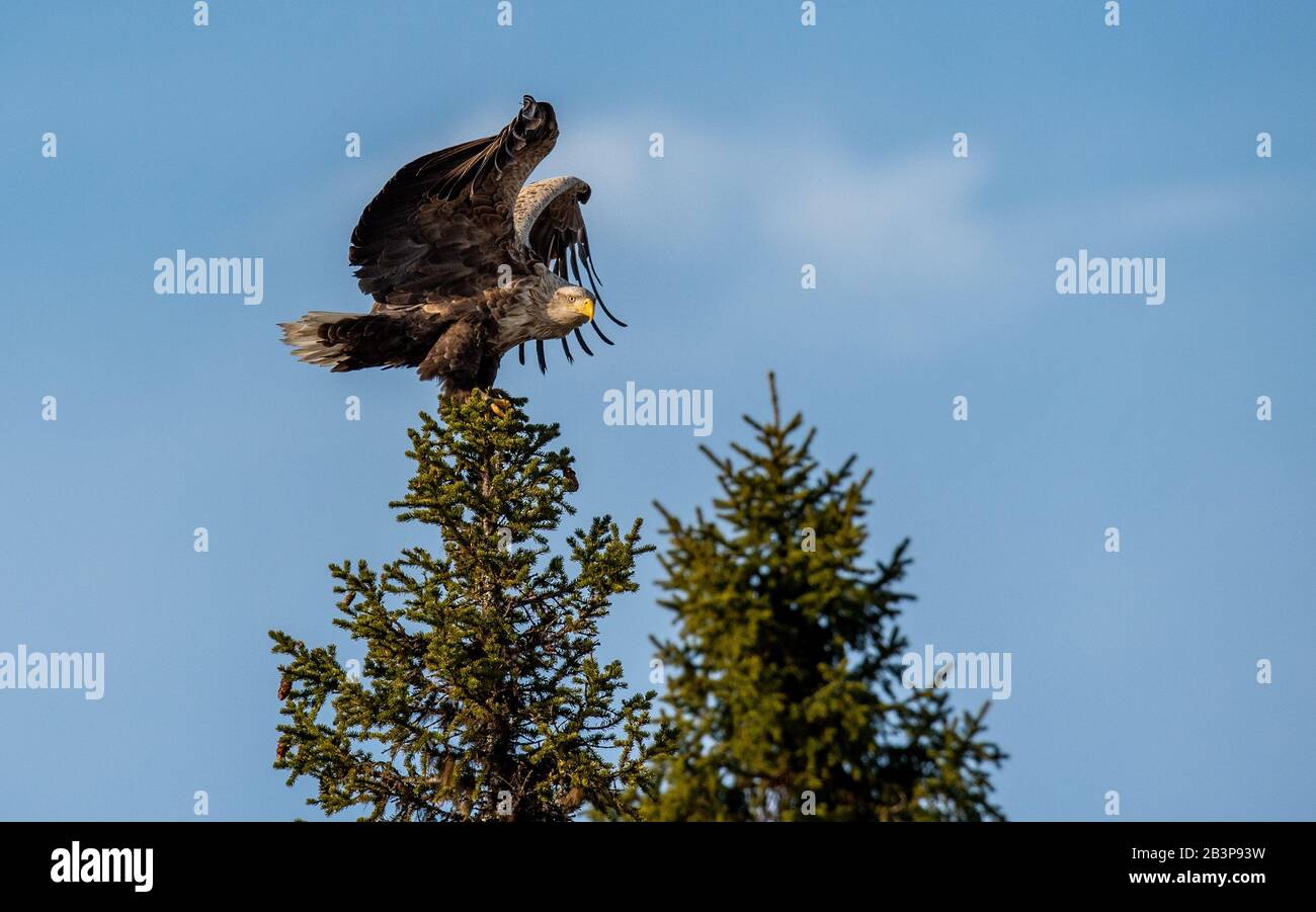 Landing in tree top hi-res stock photography and images - Alamy