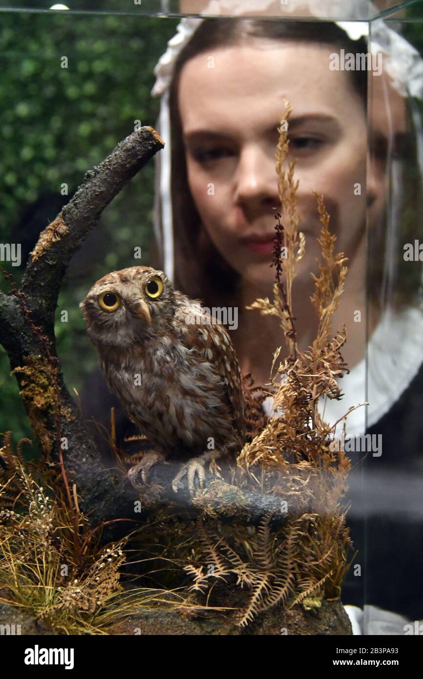 Florence nightingale owl hi-res stock photography and images - Alamy