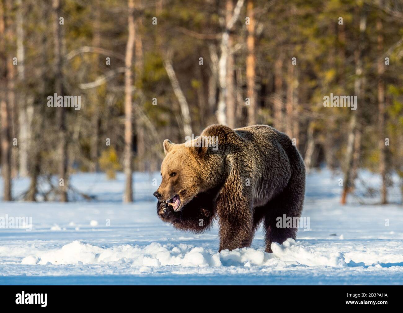 Talk to animals hi-res stock photography and images - Alamy