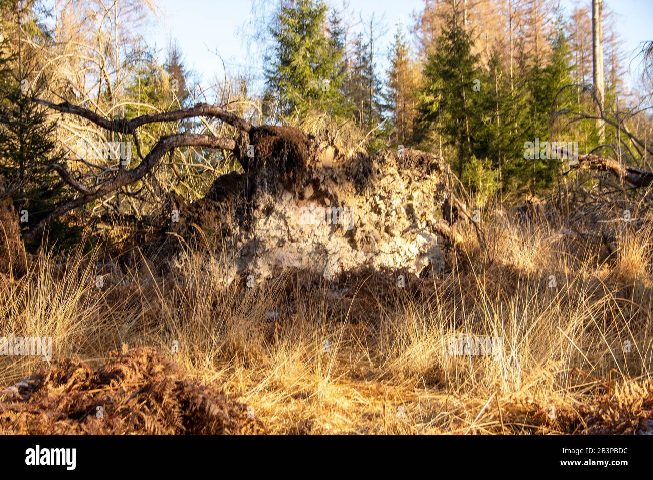 Fallen tree in the forest. Forest landscape. The roots of the tree. Old ...