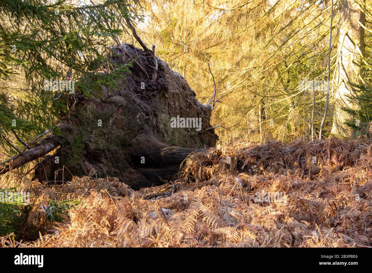 Fallen big tree after storm. Storm damaged tree uprooted and broken ...