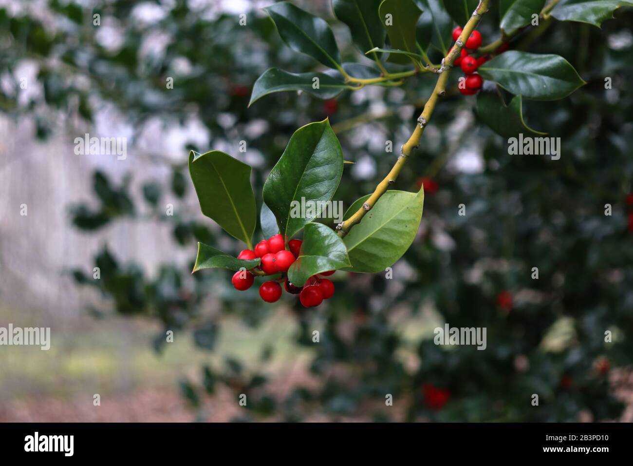 Holly tree with green leaves and red fruits hi-res stock photography ...