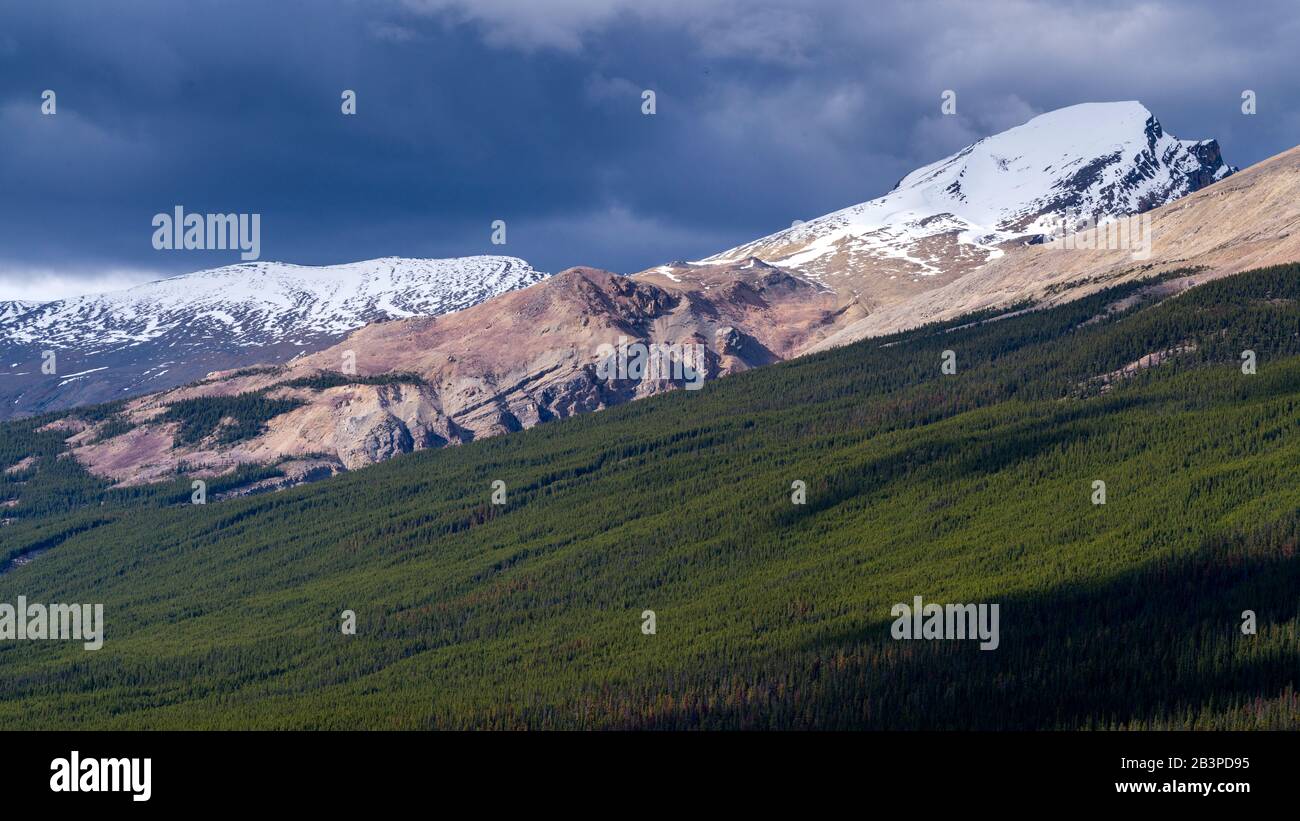 Trees with mountain range in the background, Icefield Parkway, Alberta ...