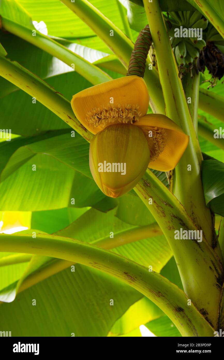 Palm tree bud hi-res stock photography and images - Alamy