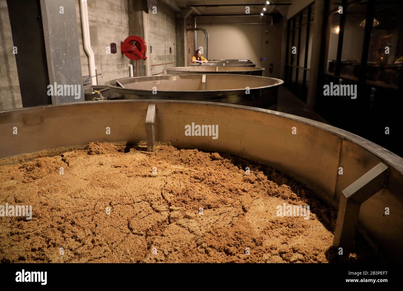 The wort fermenting in stainless steel washback contains in Old ...