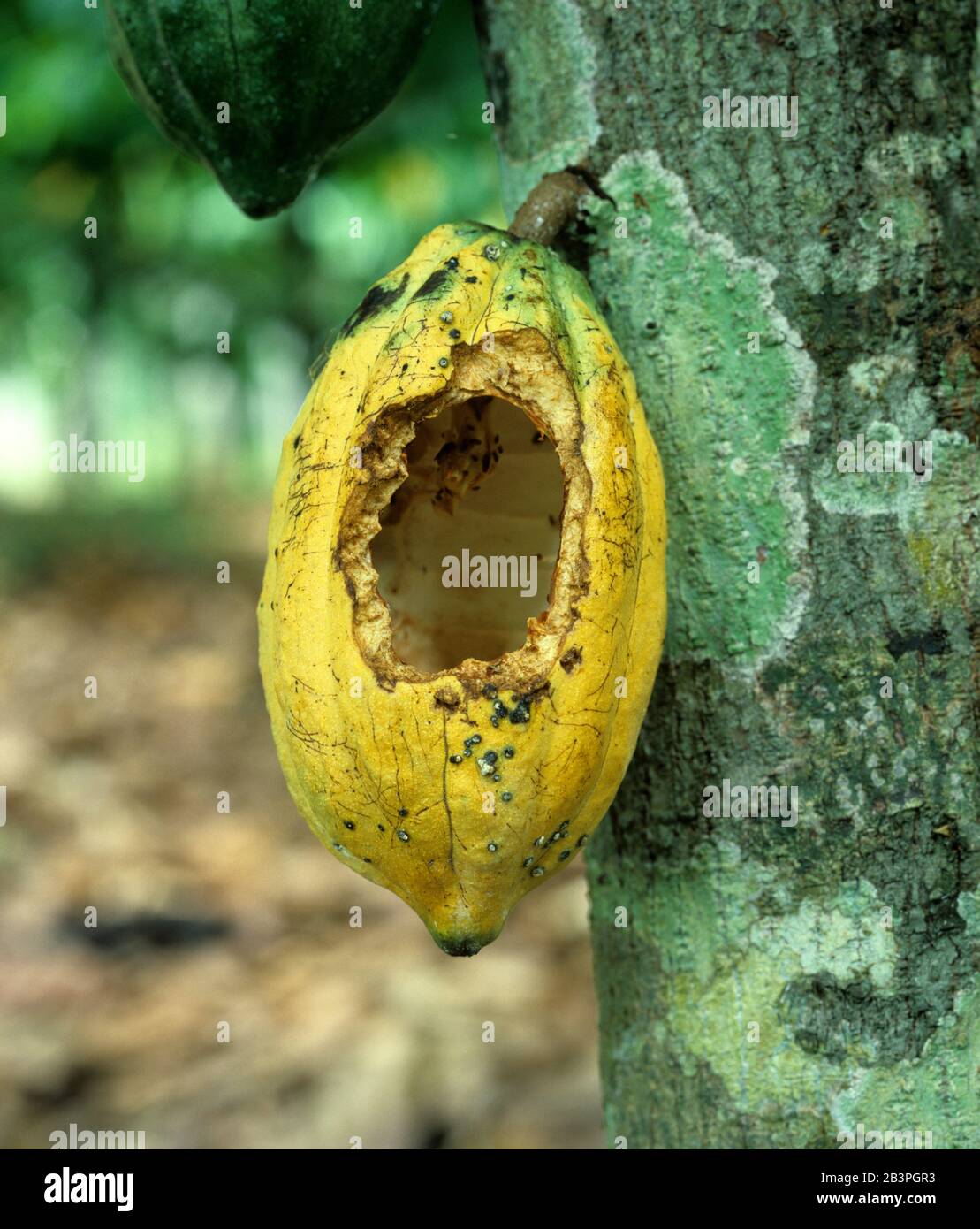 Rat (Rattus sp.) or squirrel (Funambulus sp.) rodent damage to a cocoa ...