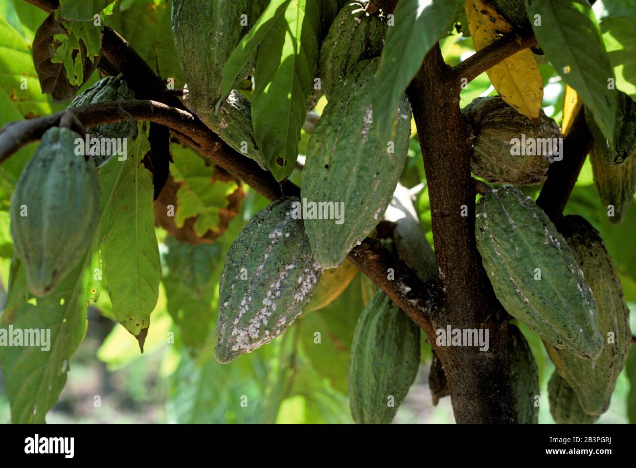 Cocoa or coffee mealybug (Planococcus lilacinus) infestation on mature ...