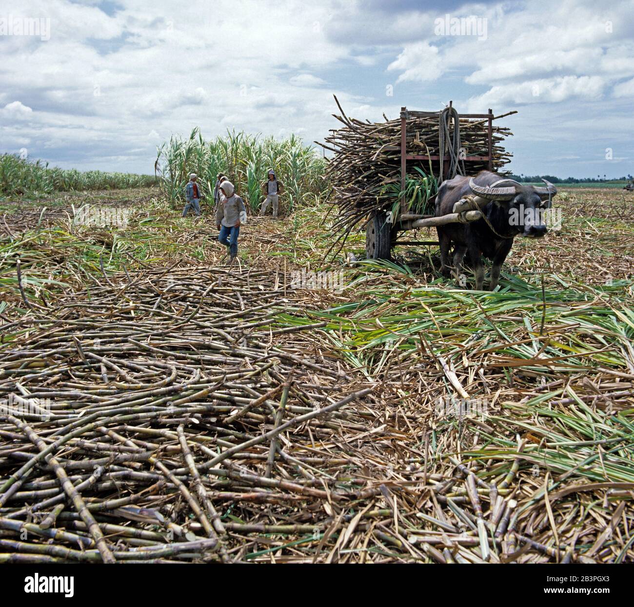 Water buffalo pulling cart of cut sugarcane surrounded by harvested ...