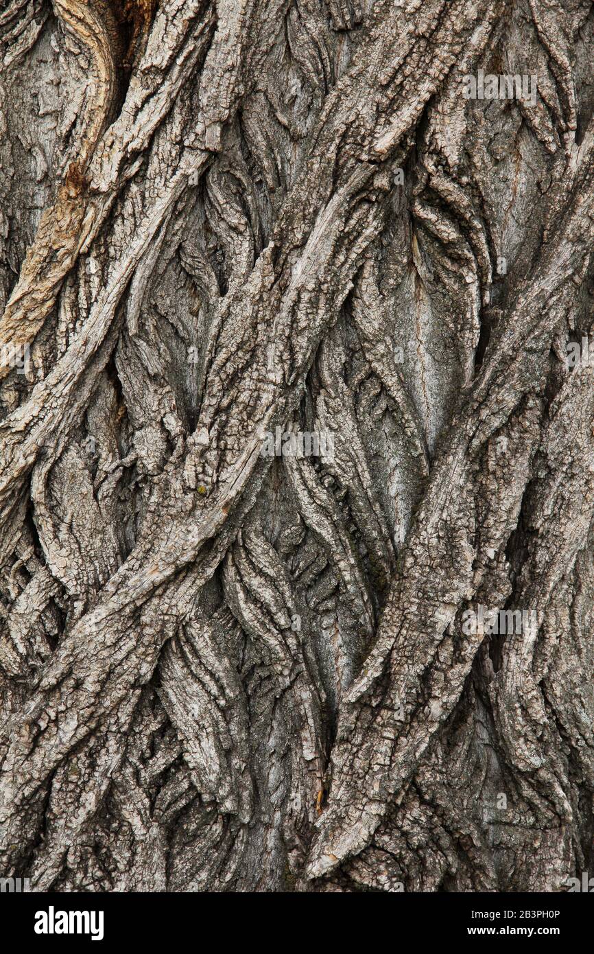 Natural bark background or texture. Abstract pattern Stock Photo - Alamy