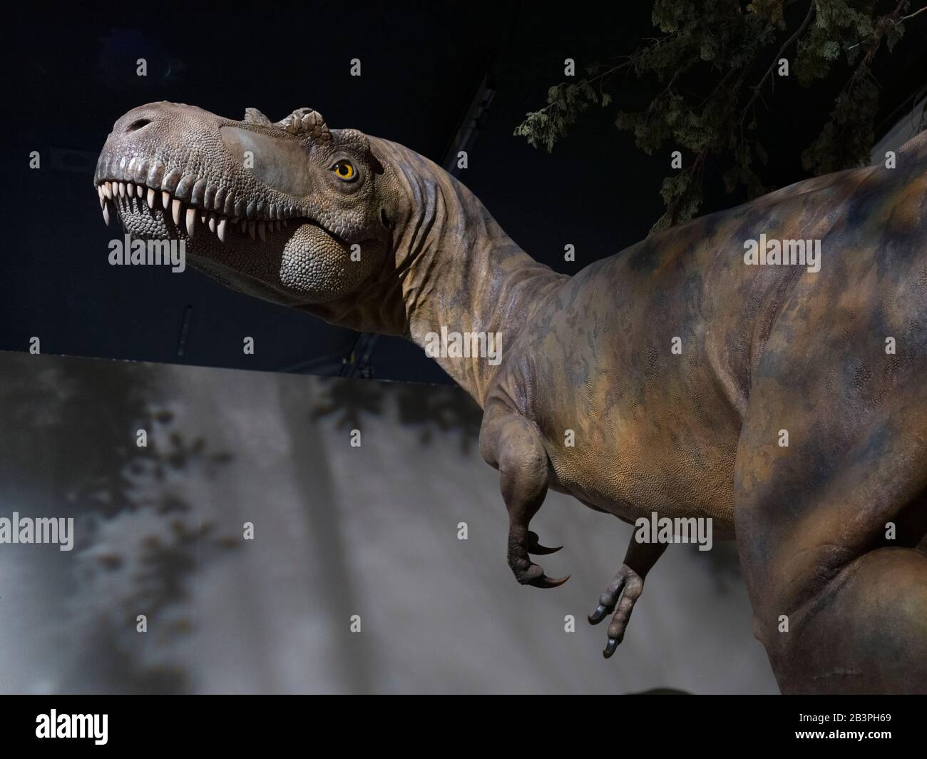 Royal tyrrell museum of paleontology hi-res stock photography and ...