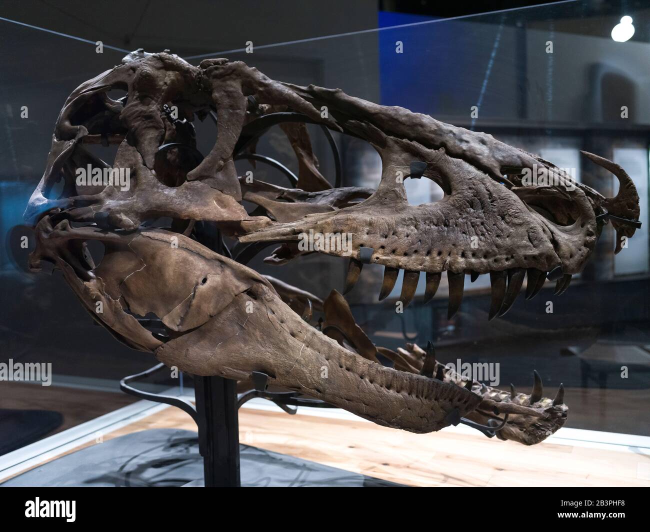 Fossils of dinosaur at Royal Tyrrell Museum of Paleontology, Drumheller ...