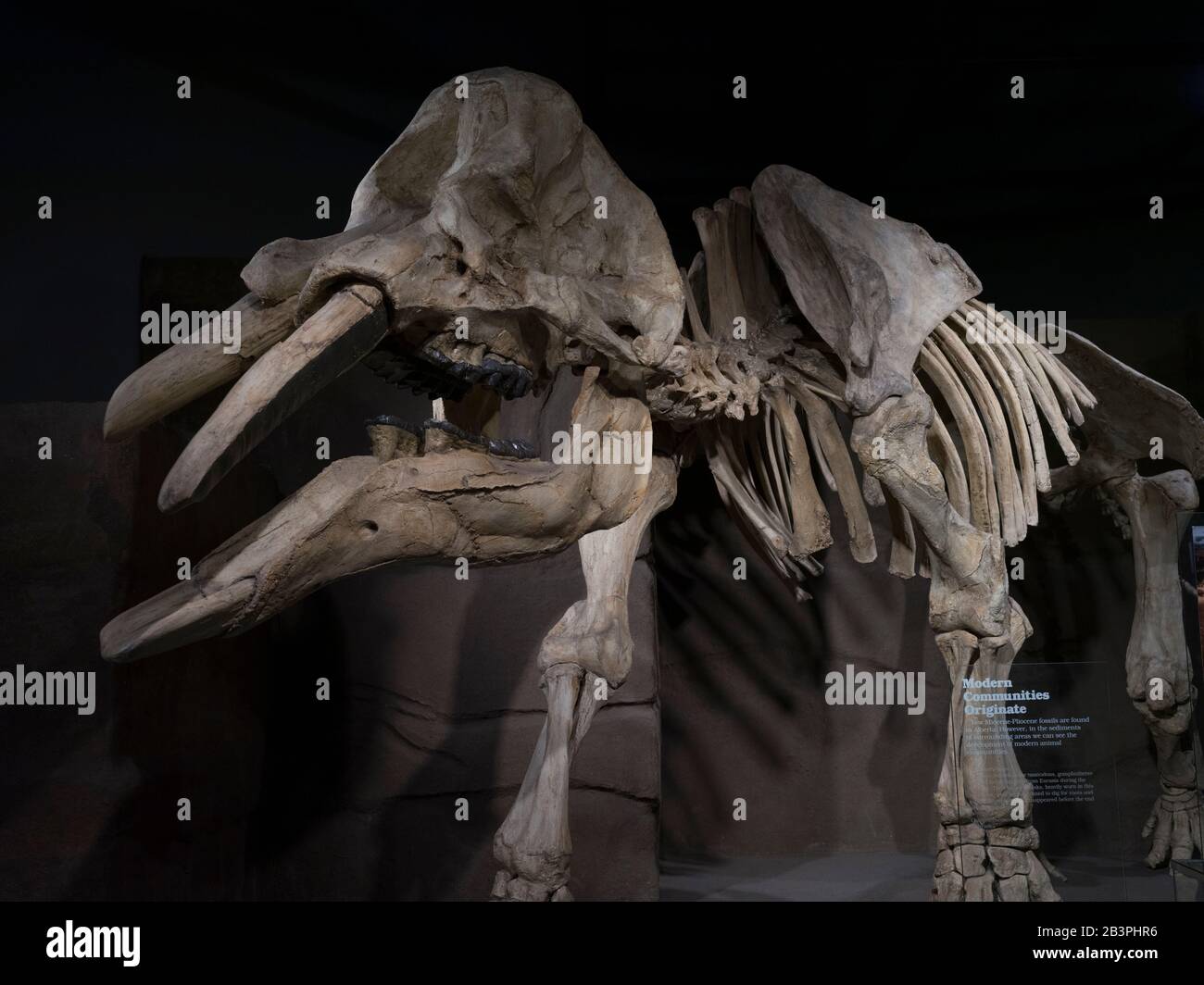 Fossils of dinosaur at Royal Tyrrell Museum of Paleontology, Drumheller ...