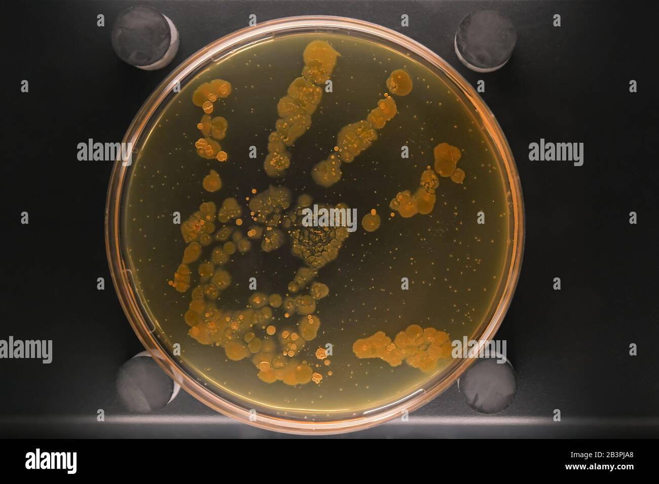 Petri Dish Of Bacteria at Madeline Mair blog