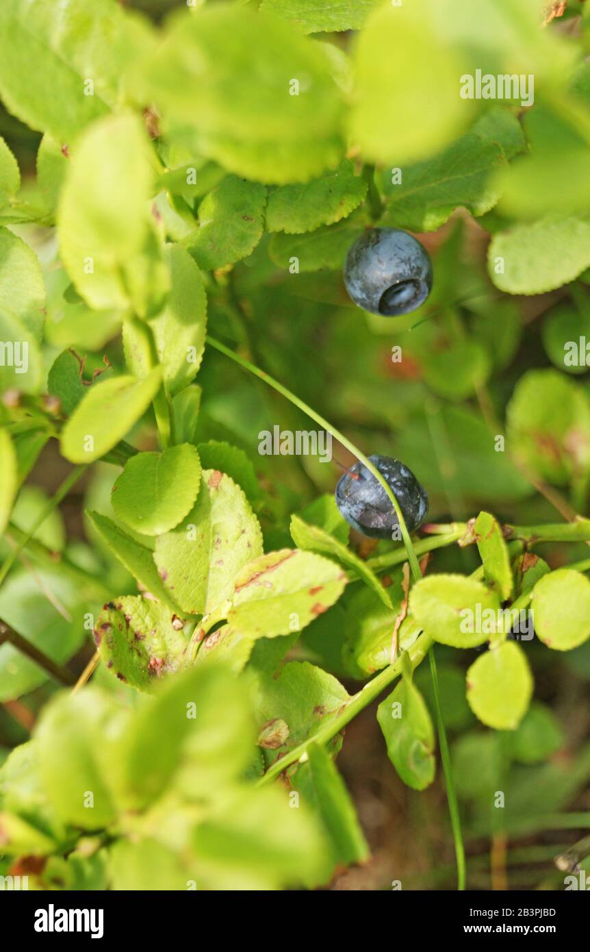 Blueberry branch with juicy dark blue berries and green leaves in a ...