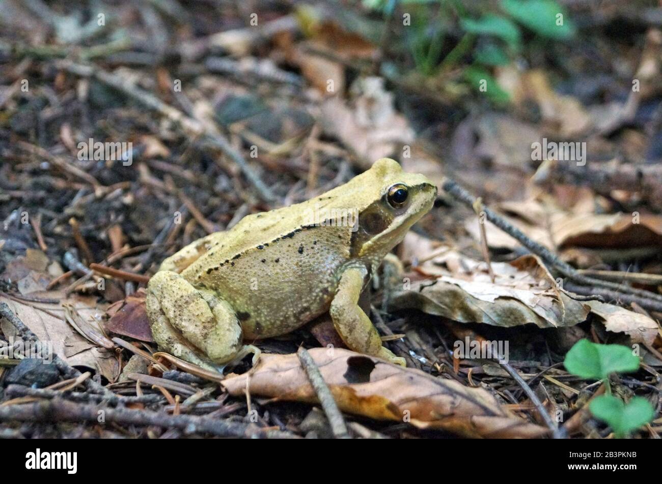 Forest frog with wet shiny skin sits on yellow leaves in the forest ...