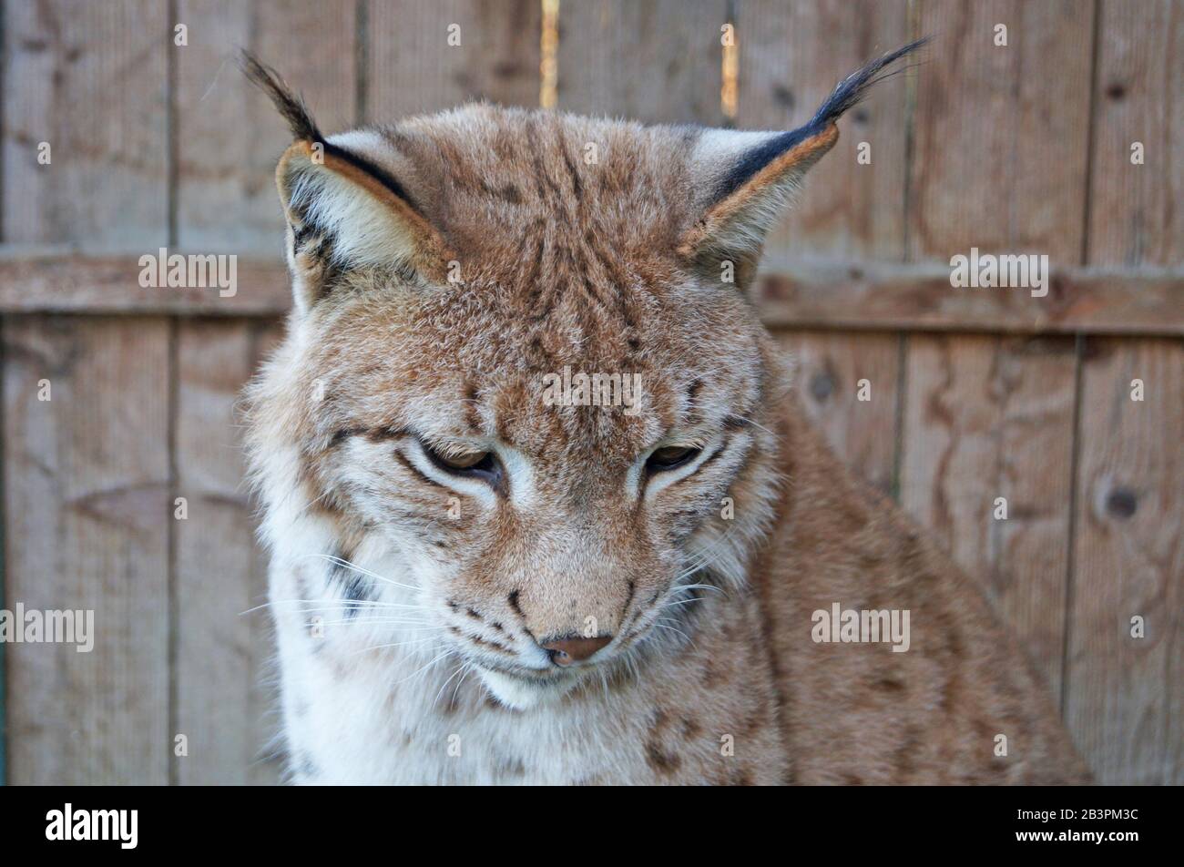 A wild lynx with furry beige brown fur sits in a cage at the zoo Stock ...