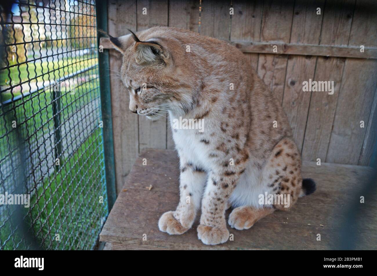 Lynx Fur Coat High Resolution Stock Photography and Images - Alamy
