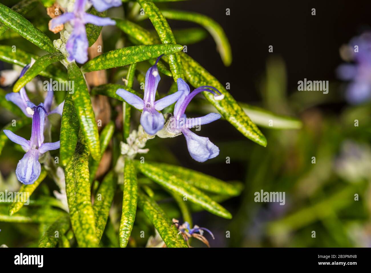 Rosemary flower soft hi-res stock photography and images - Alamy