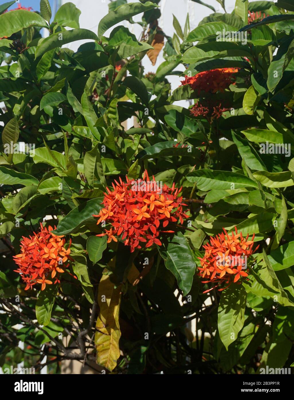 Ixora bush, (Ixora Chinensis) Acapulco, Mexico Stock Photo - Alamy