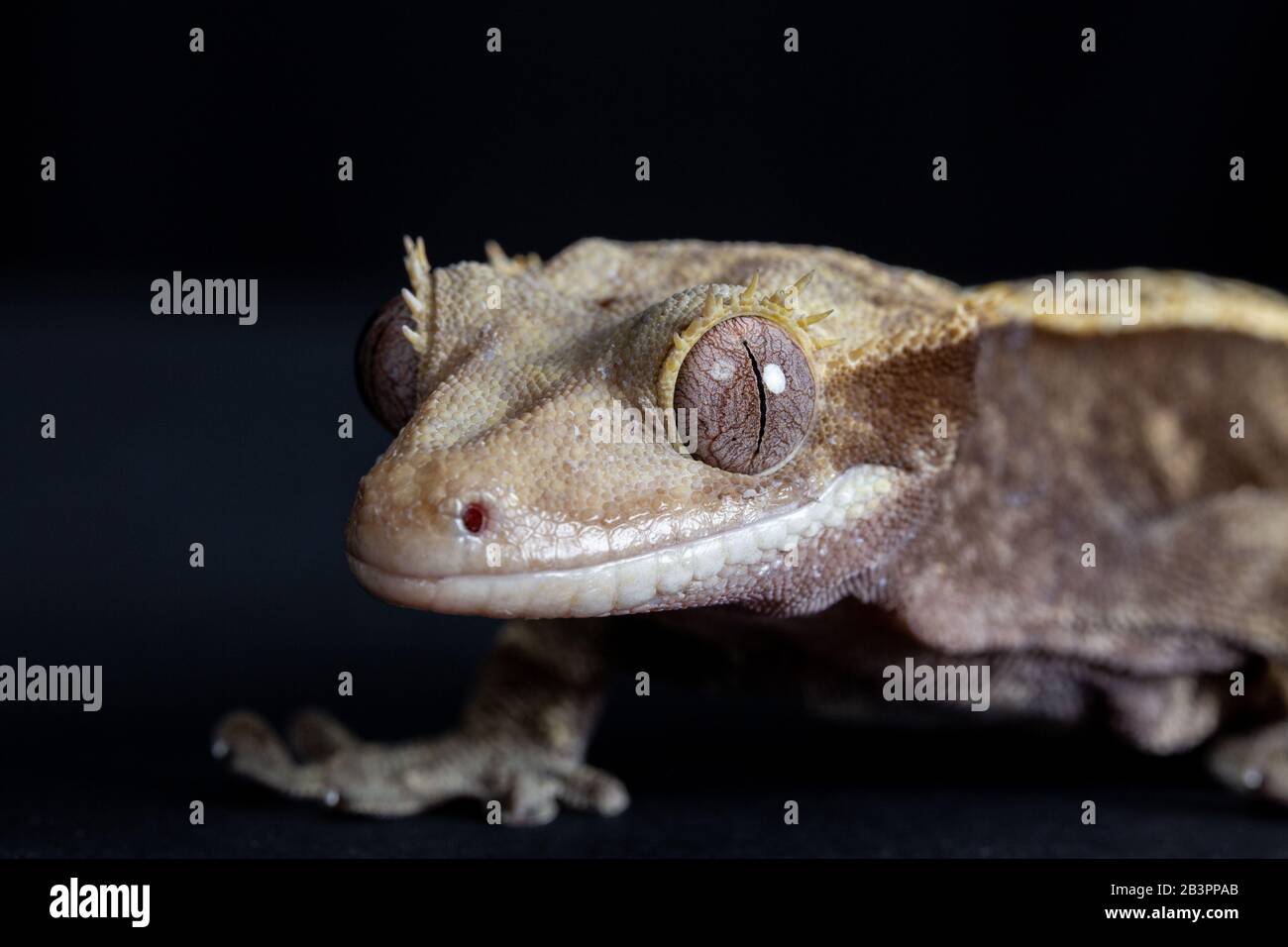 Crested Gecko portrait on black background Stock Photo - Alamy