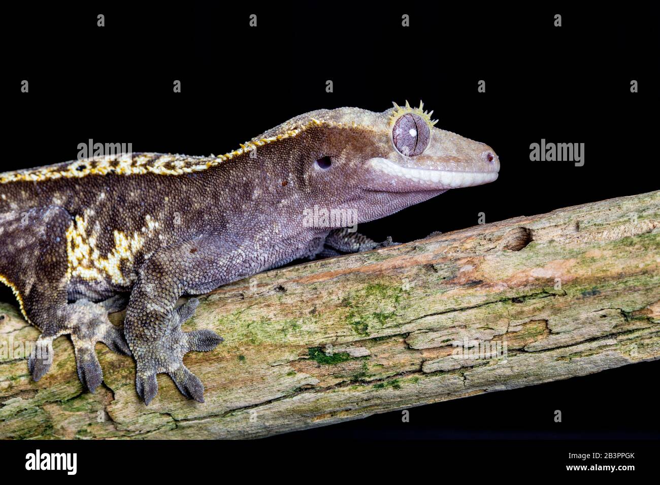 Gecko on tree branch hi-res stock photography and images - Alamy
