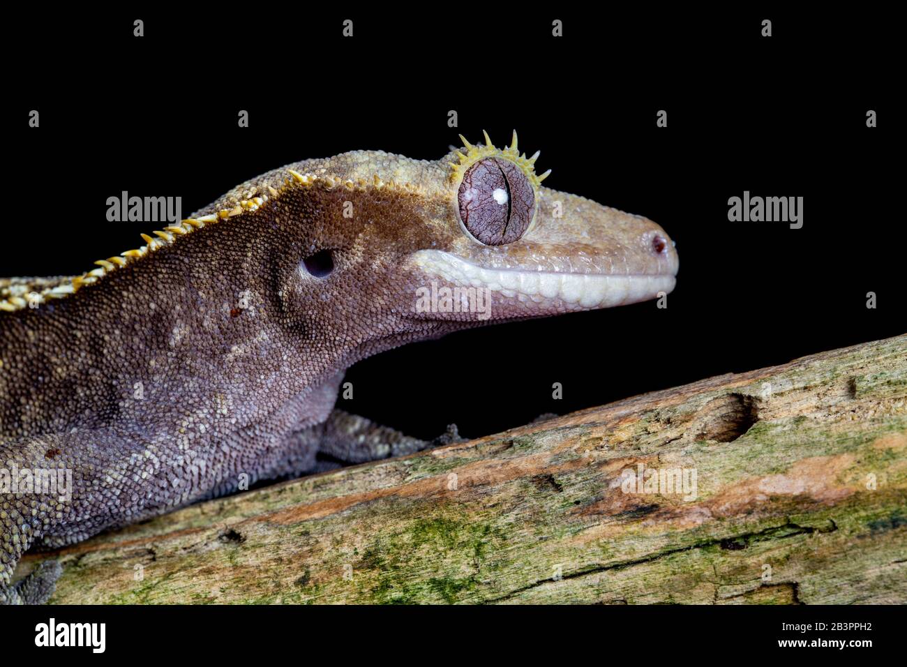 Crested Gecko portrait on a wooden branch Stock Photo - Alamy