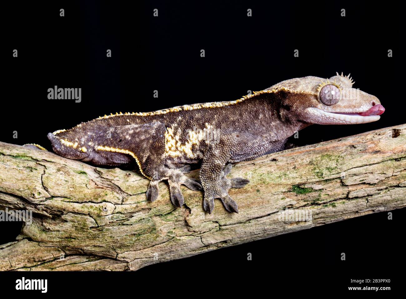 Crested Gecko portrait on a wooden branch Stock Photo - Alamy