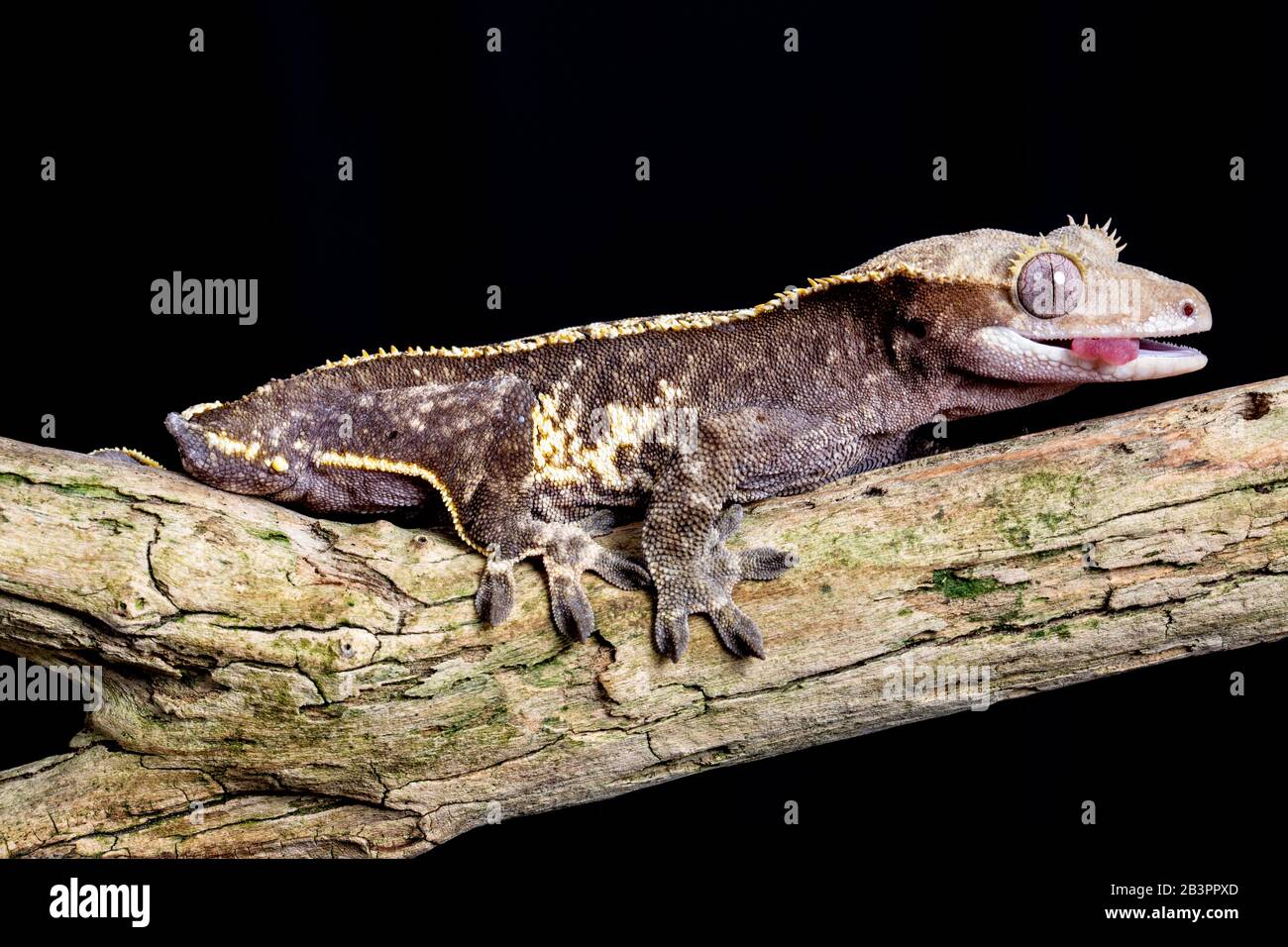 Natural looking wooden branch hi-res stock photography and images - Alamy
